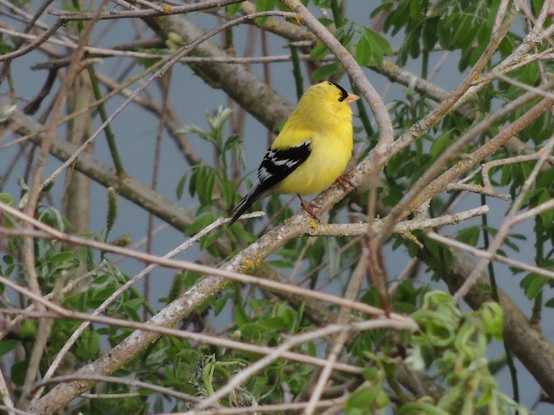 mnkcusa: Woodland WA, WA State Bird