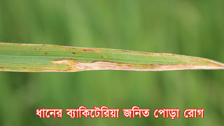 Rice Pest and Disease Management (ধানের পোকা-মাকড় ও রোগ-বালাই দমন ...