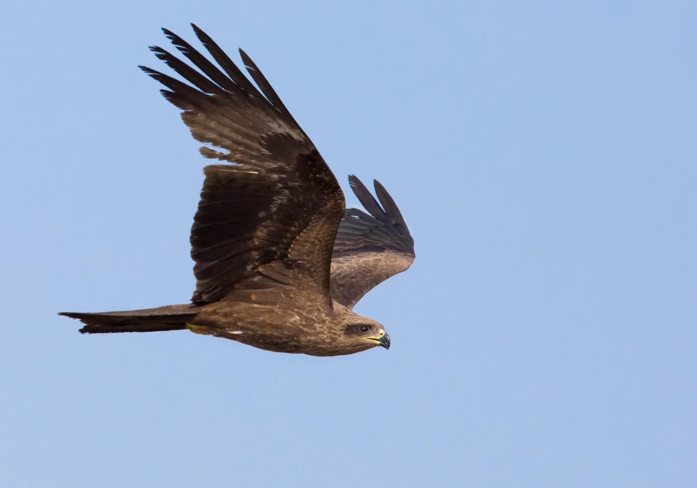 EKOGEO: 10 JENIS BURUNG ELANG DI INDONESIA
