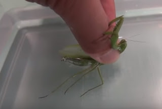 Florence Entertainment: Huge Worm inside Praying Mantis - This is what ...