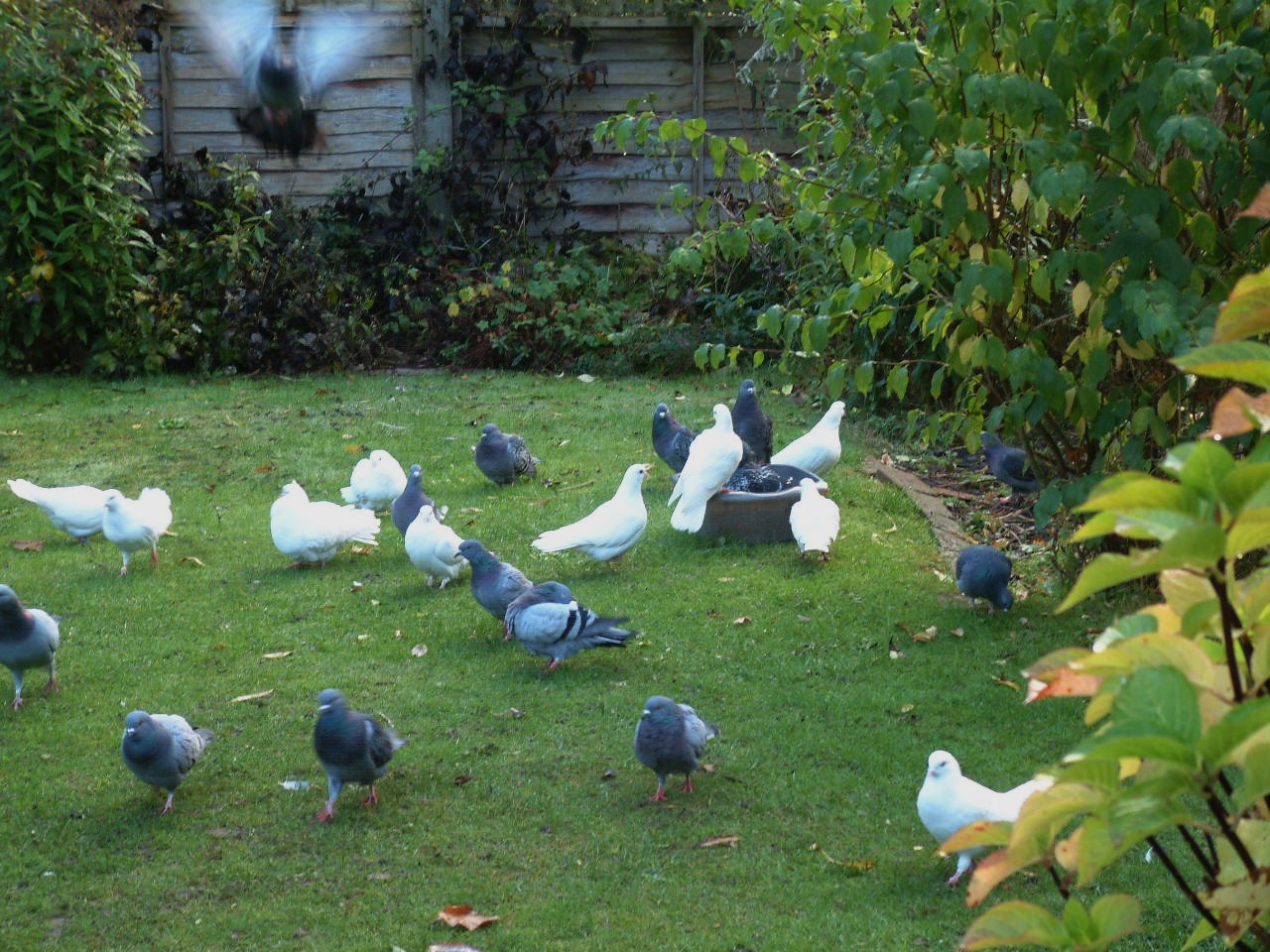 My Doves: Babies fledge at last, but new baby arrives