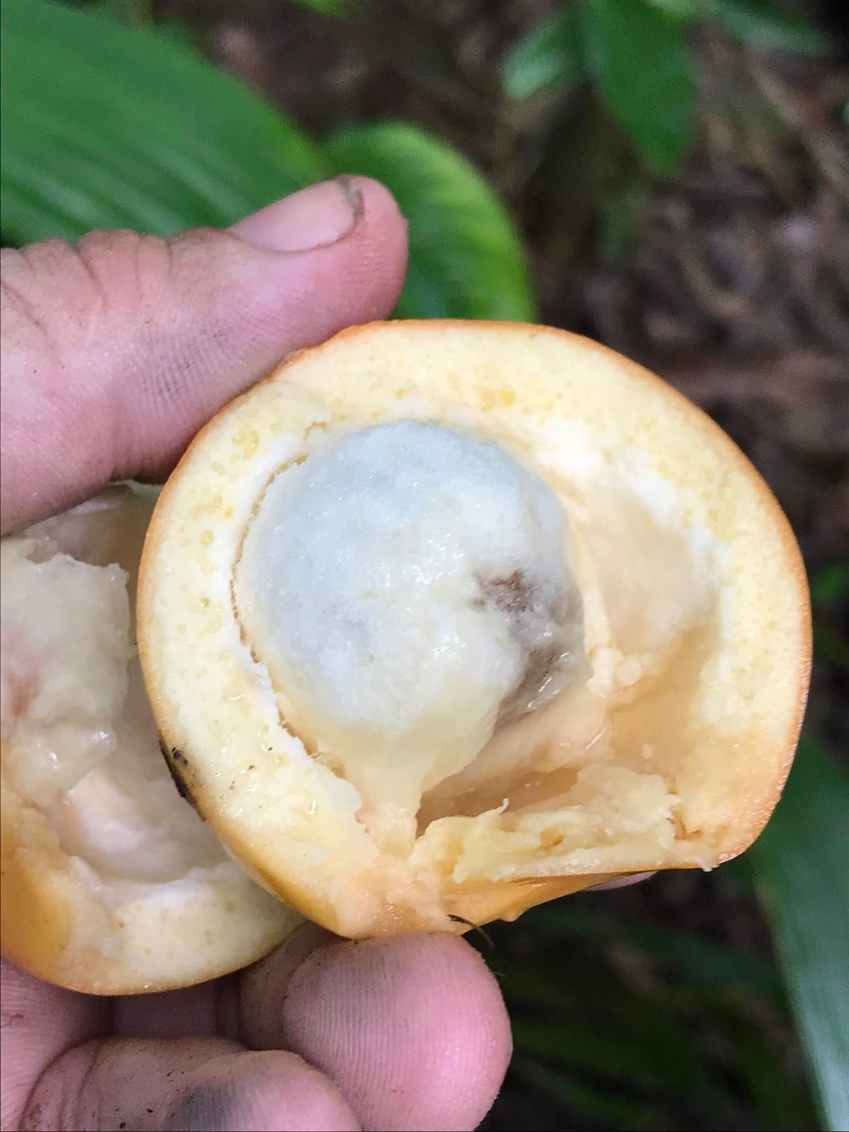 Garcinia aguilari "Satra - Jorco" y Garcinia mangostana "Mangostan"