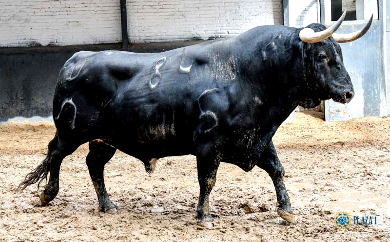 Toreo en Red Hondo: CORRIDA CONCURSO EN MADRID: EL ARTE DE PICAR TOROS ...