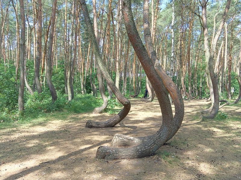 Crooked Forest – Gryfino, Poland