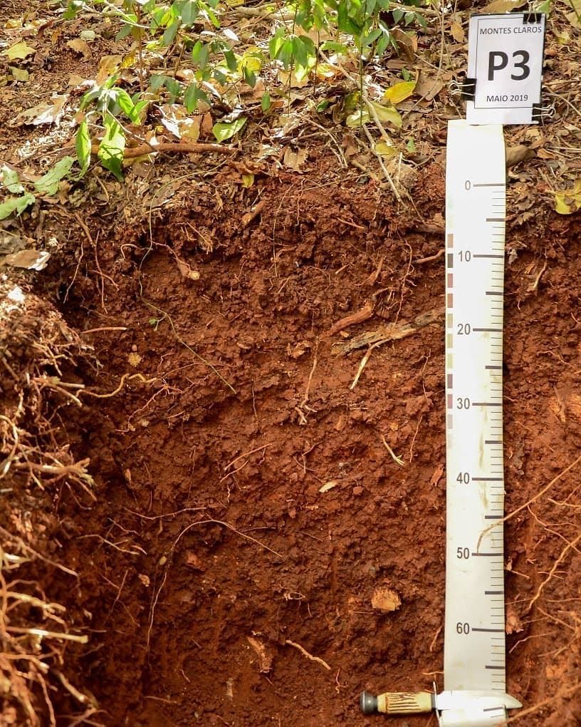 Onde as Plantas Crescem - Nitossolos