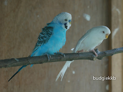 Koleksi Burung2 di Teratak Budgie ~ MyBird Aviary