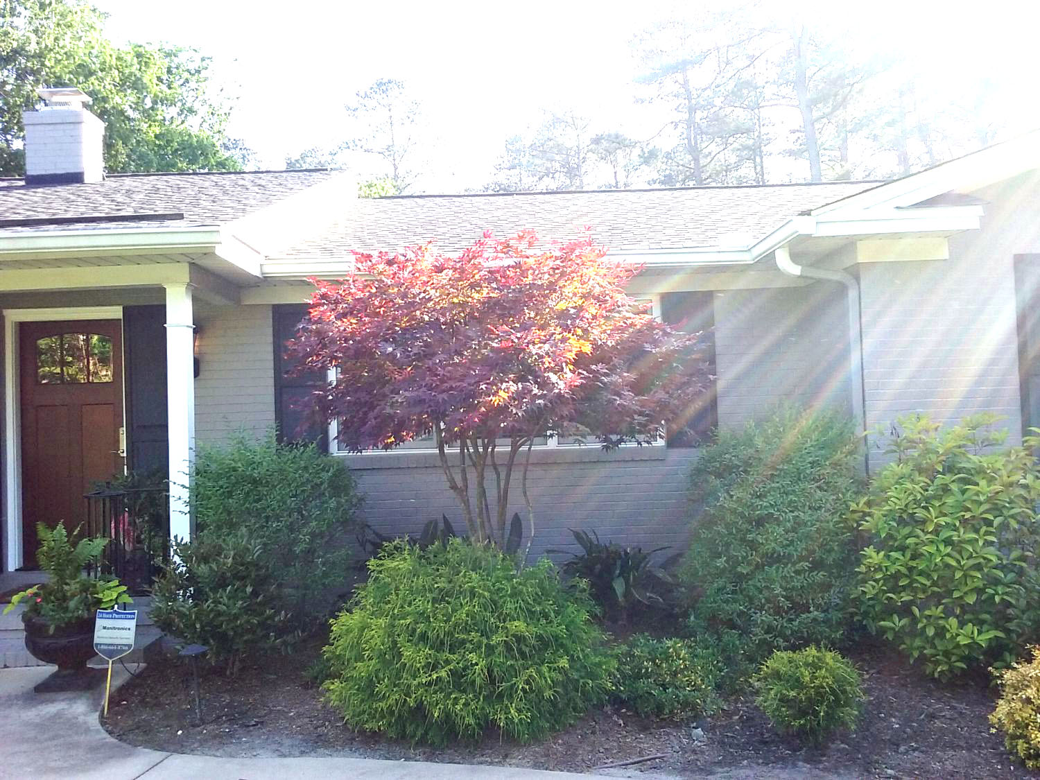 SHOOTS & MATTERS: Two of My Favorites - Crepe Myrtles and Japanese Maples