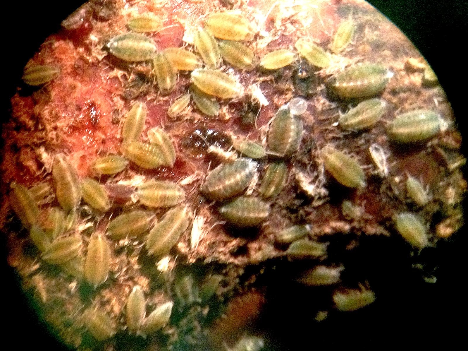 L.A. County Arboretum & Botanic Garden Plant Info: Aloe Aphids