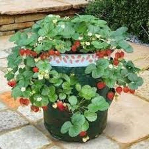 Bonsai Natal: Plantando morangos em casa