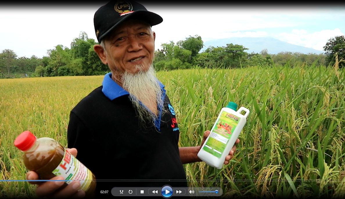 Hemat Pupuk 1 Juta Umur 86 Hari Tanaman Padi Milik Pak Nolik Luas 4000 ...