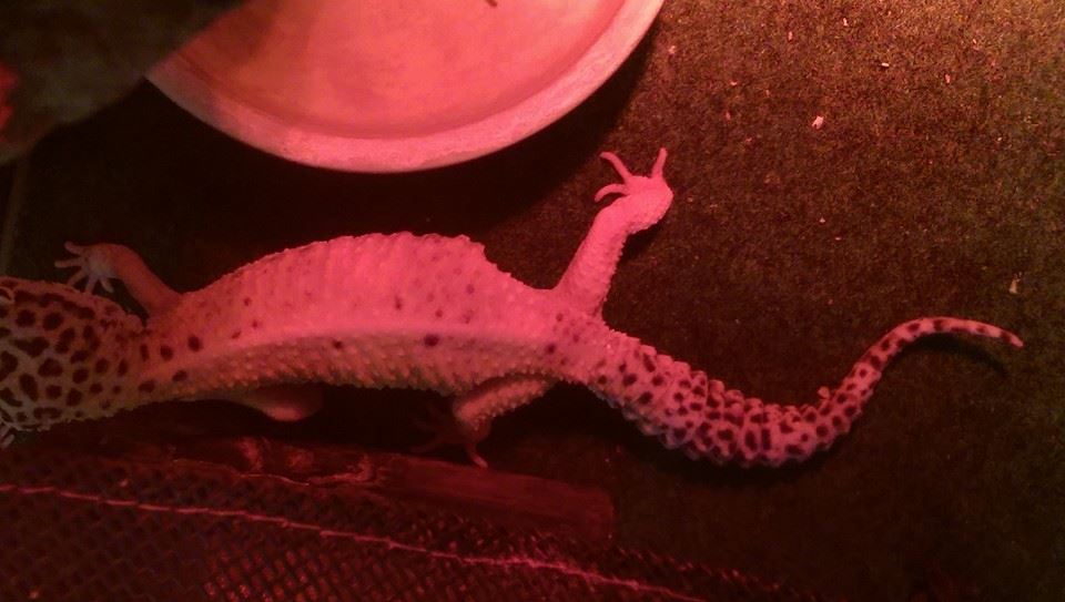 Wild at Heart: Leopard Gecko Kidney Failure