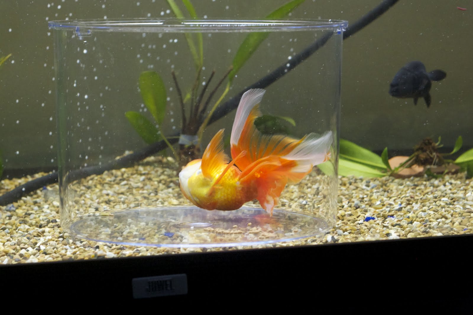 Goldfish Care: Project Goldfish Bowl
