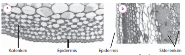 Jaringan Tumbuhan : Epidermis, Parenkim, Kolenkim, Sklerenkim, Xilem ...