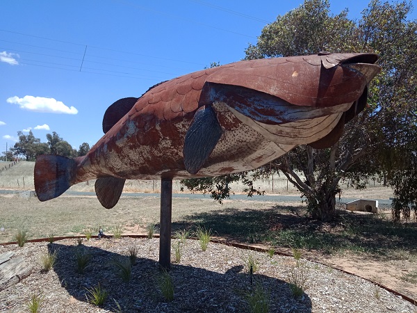 Mathoura | BIG Murray Cod