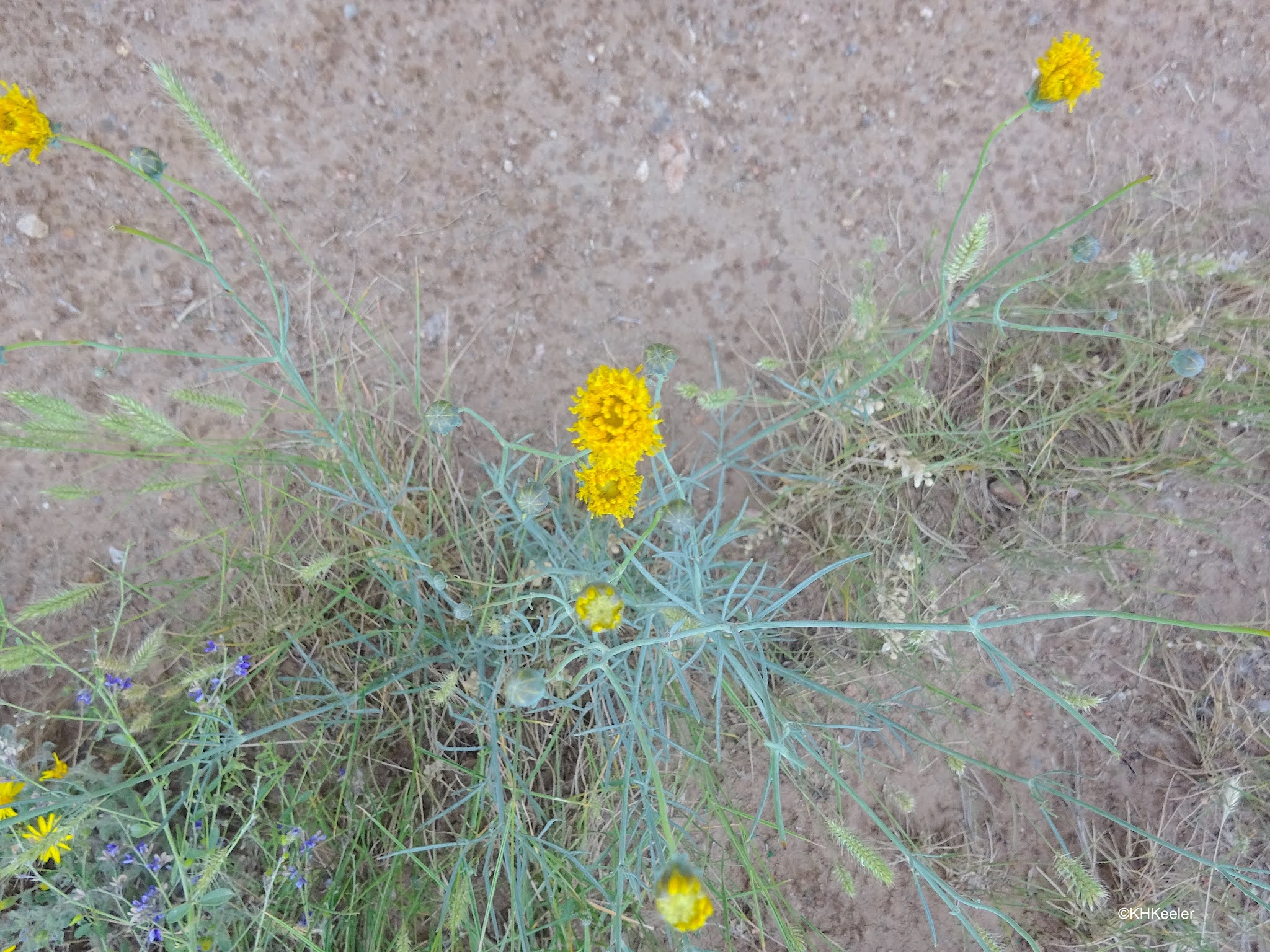 A Wandering Botanist: Plant Story--Hopi Tea Greenthread, Thelesperma ...