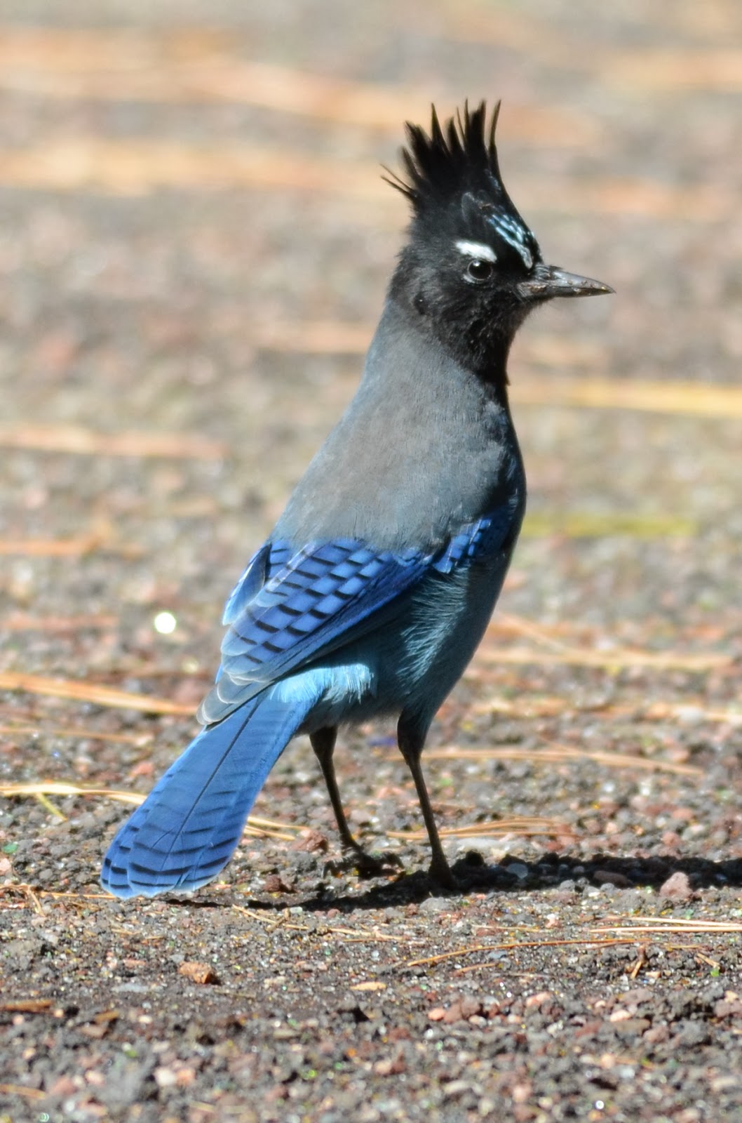 Steller's Jay Bird - Pets