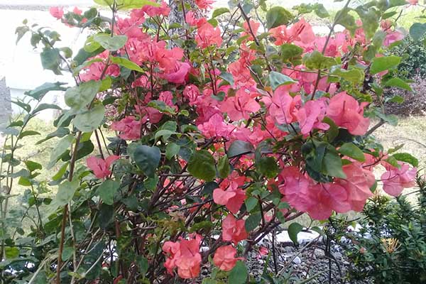 Bugenvil (Bougainvillea sp.)