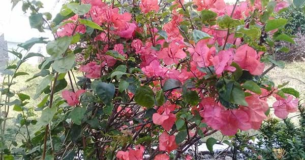 Bugenvil (Bougainvillea sp.) - Tanaman Hias Lanskap