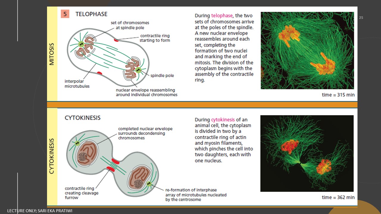 MOLECULAR BIOLOGY AND PATHOBIOLOGY : K-Diferensiasi dan Proliferasi Sel