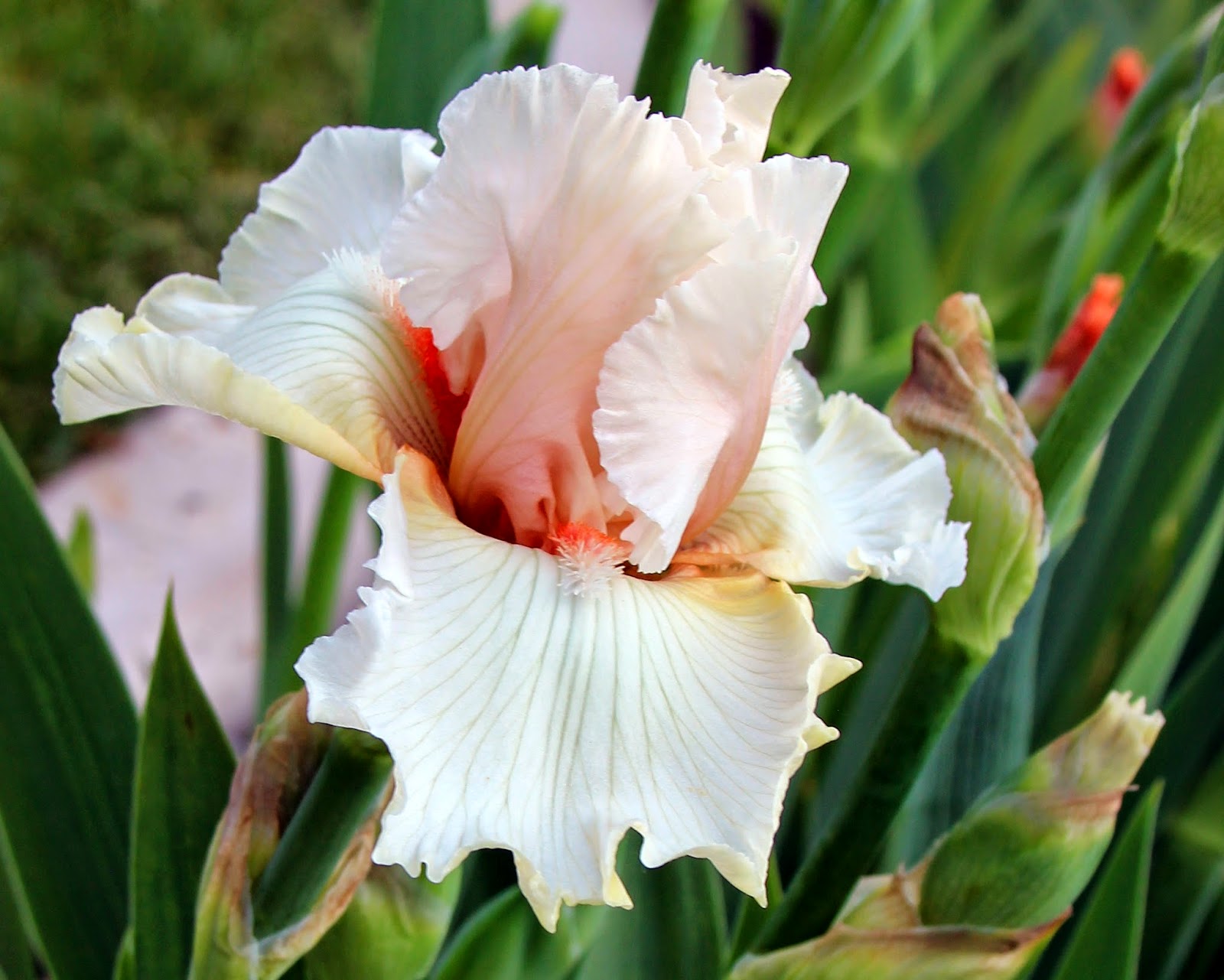TALL BEARDED IRIS IN MY GARDEN TODAY - Sowing the Seeds