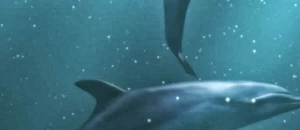 Beautiful Wallpapers: 3d Dolphin 4 iphone 5