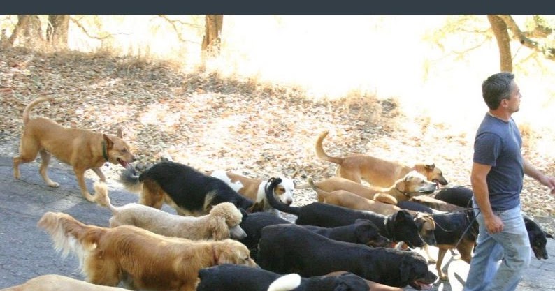 You Need to Be the Pack Leader.