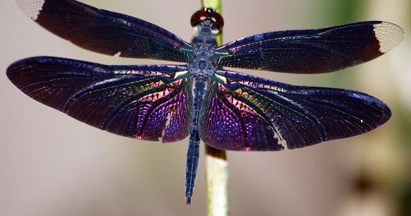 Variety of Life: Libellulidae