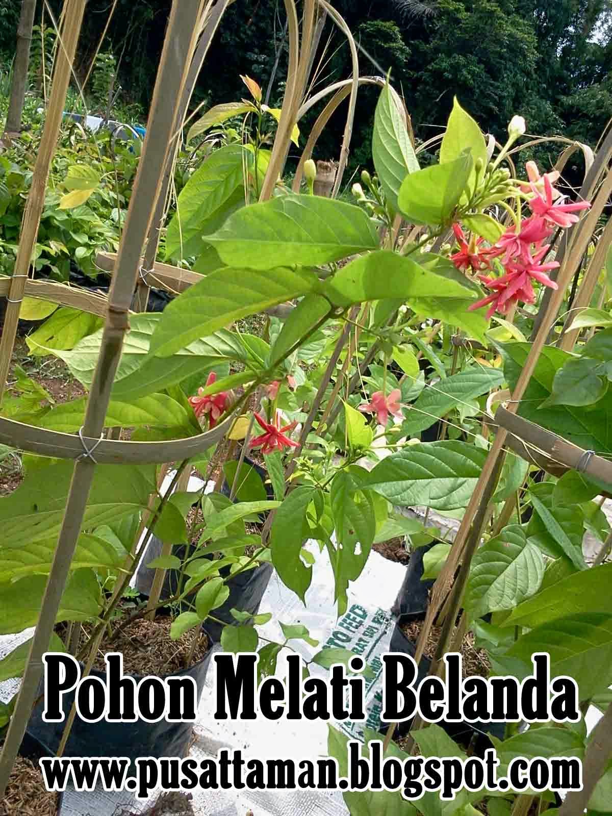 JUAL POHON MELATI RAMBAT | POHON MELATI BELANDA | JUAL TANAMAN HIAS ...