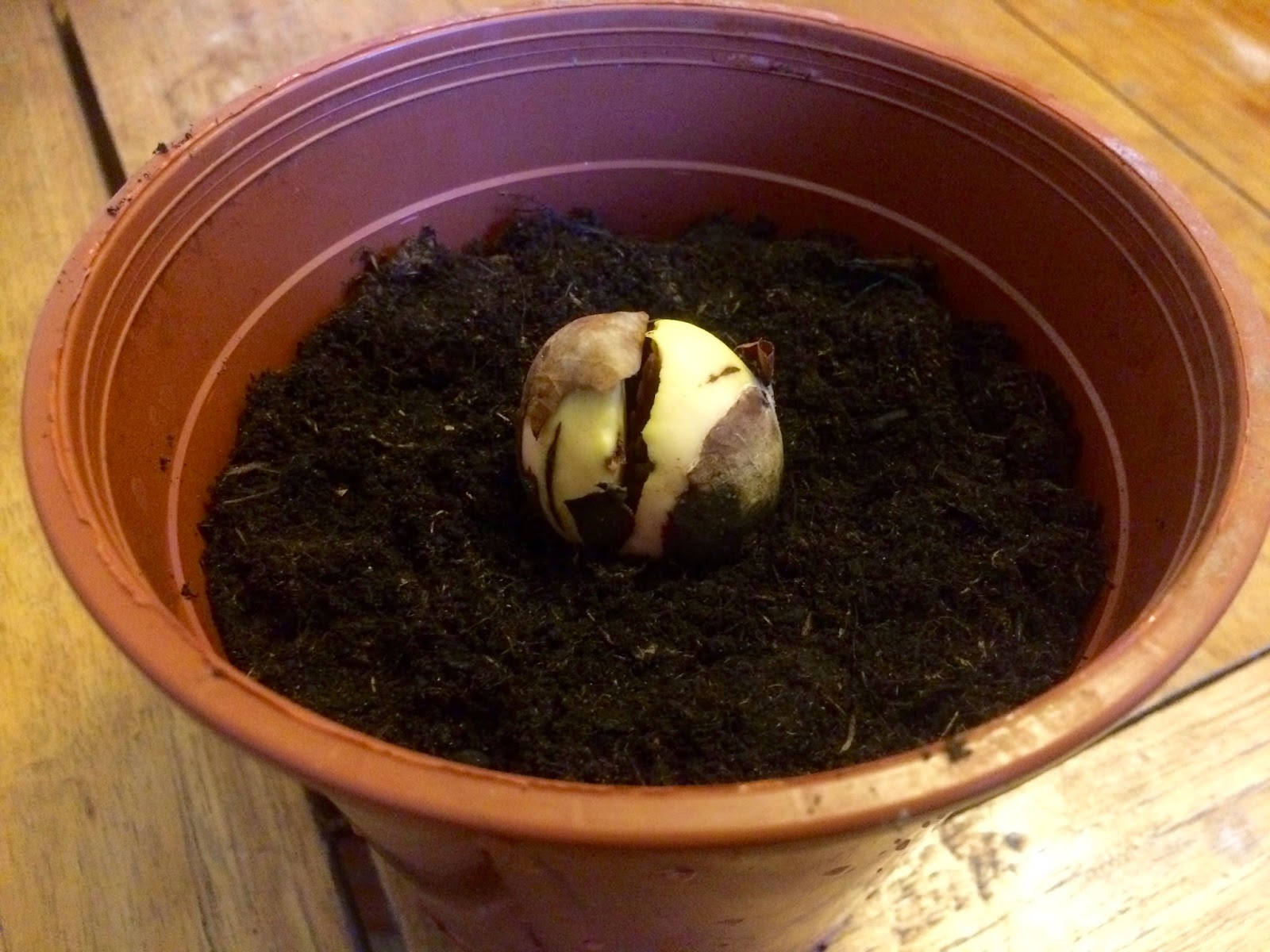 LE POTAGER DE BALCON DE MADAME LAITUE À PARIS : mai 2015