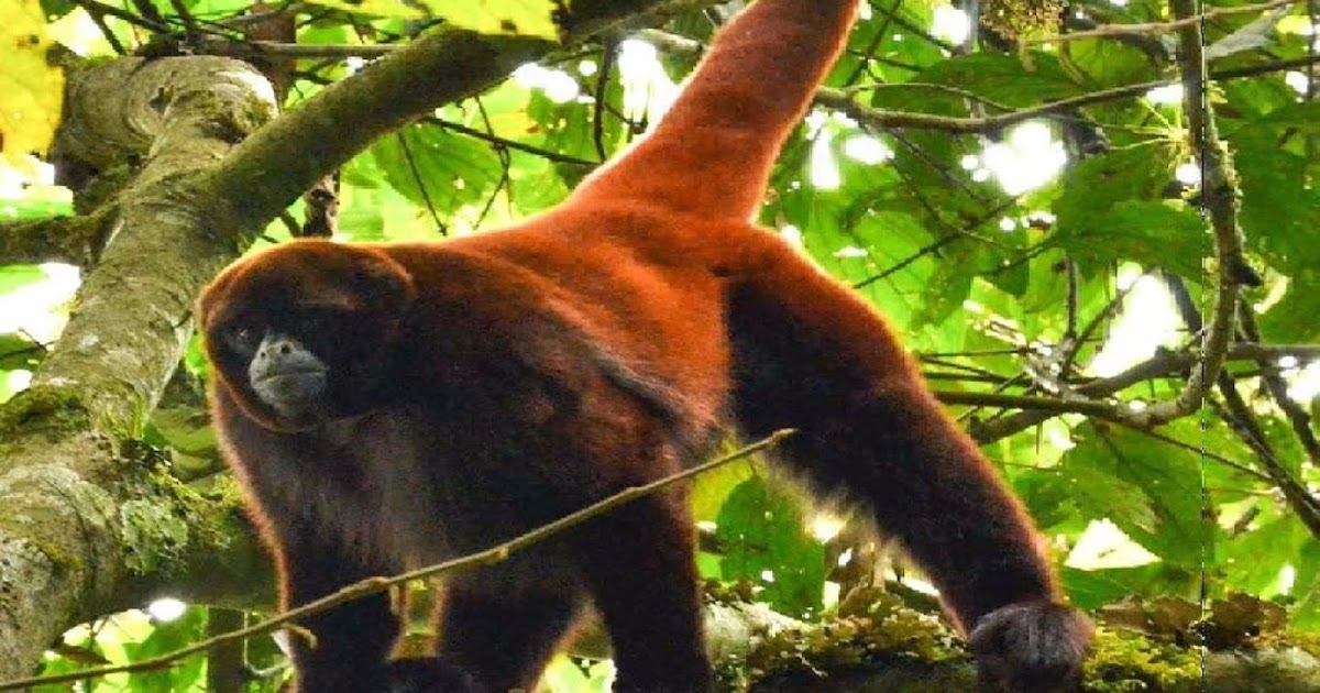 PLAAN : Perú Implementa Plan para la Defensa y Conservación de Primates ...