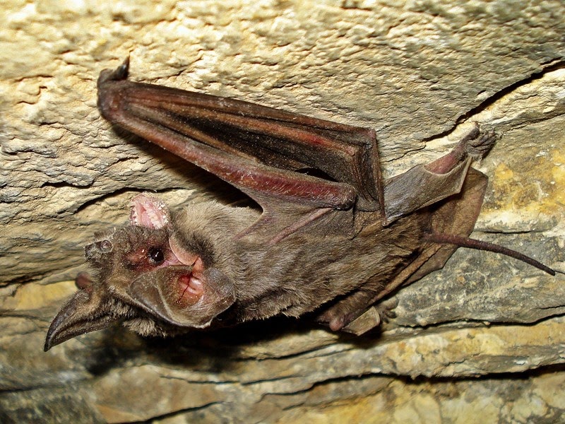 Variety of Life: Molossidae