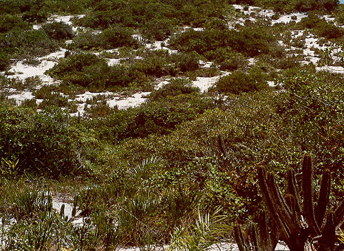 Projeto Biomas Brasileiros: Restinga