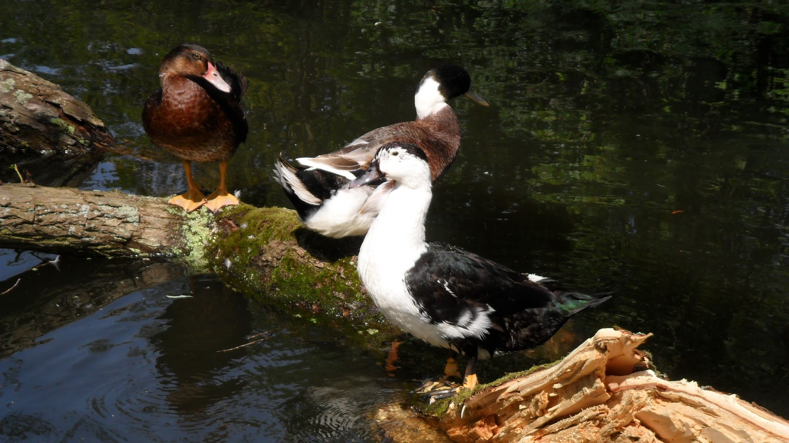 Worcester College Gardeners 2009-2018: Six Muscovy Cross Bred Ducks