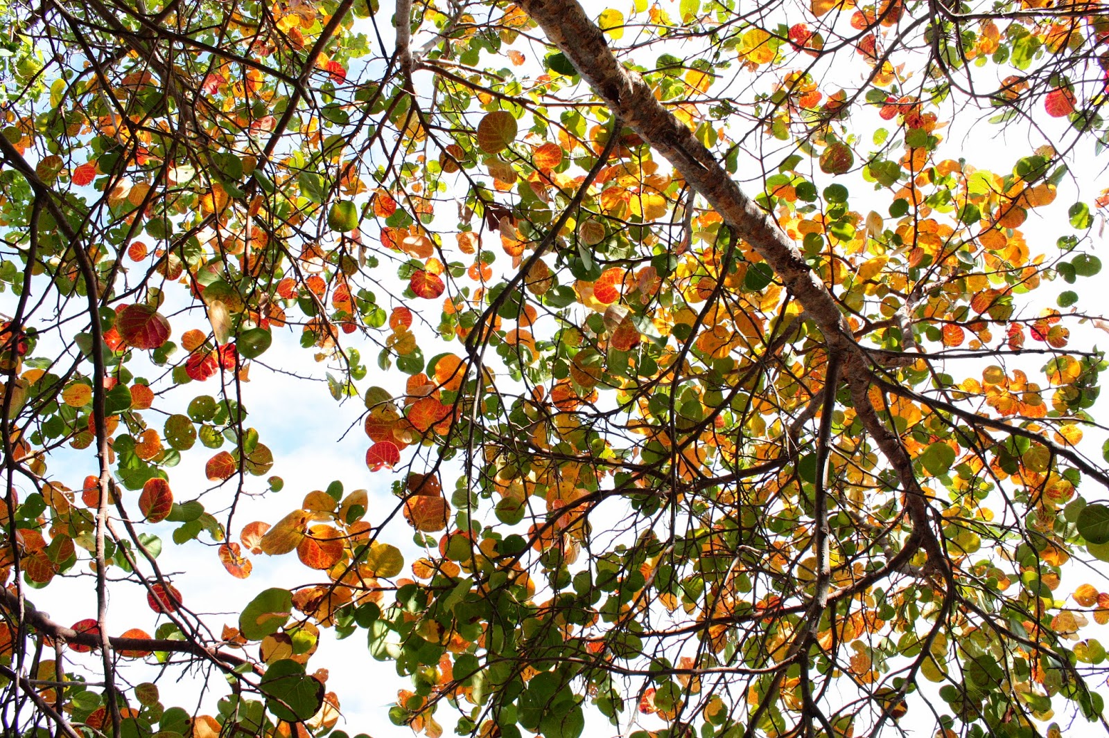 Florida Plantae & Fungi: Sea Grape