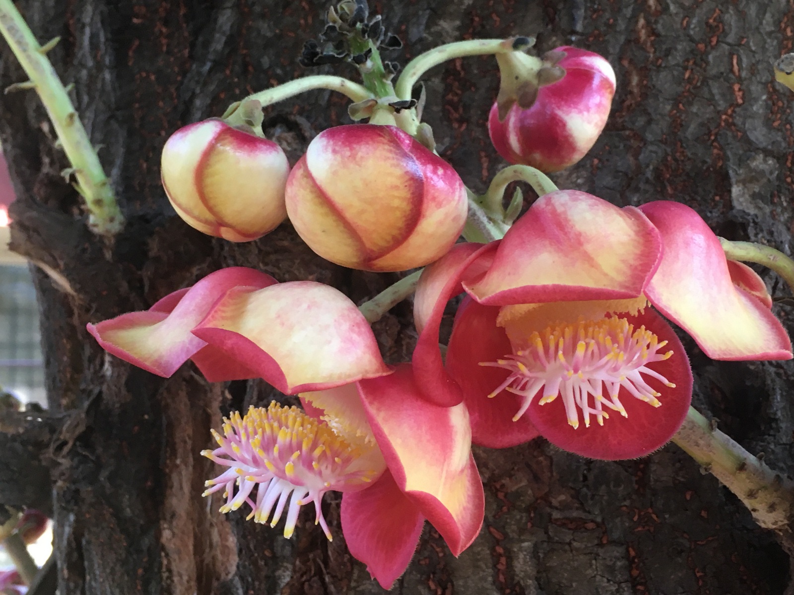 iiscahuja: AMAZING NATURE - THE FLOWERS OF THE CANNONBALL TREE