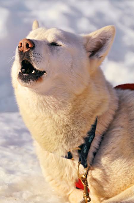 Why Do Dogs Howl? Types Of Howling