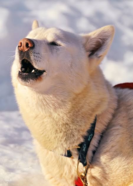 Why Do Dogs Howl? Types Of Howling