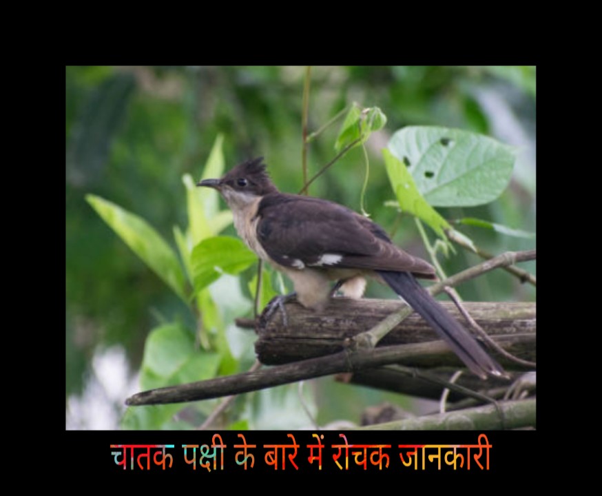 चातक पक्षी – Chatak Bird Information In Hindi – Hindi7facts