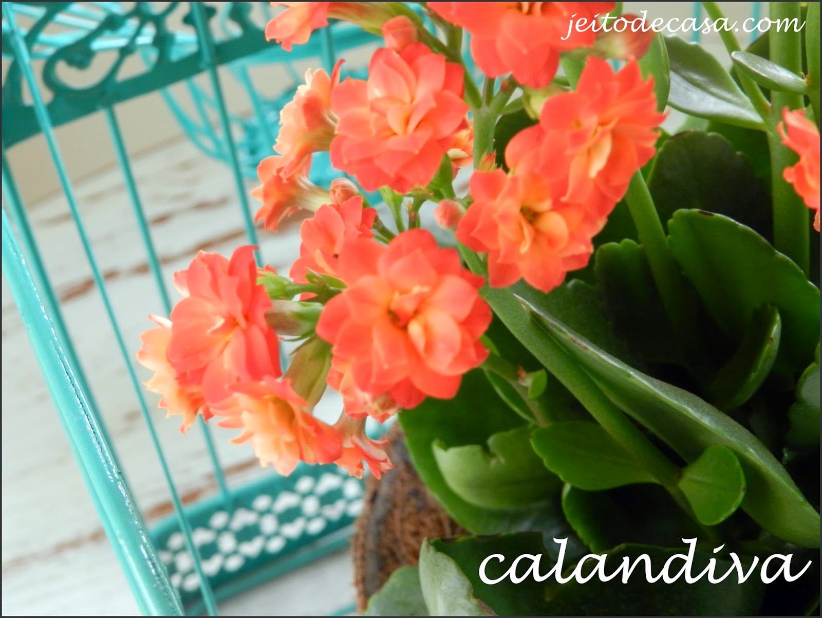 Kalanchoe ou Calandiva? - Jeito de Casa - Blog de Decoração e Arquitetura