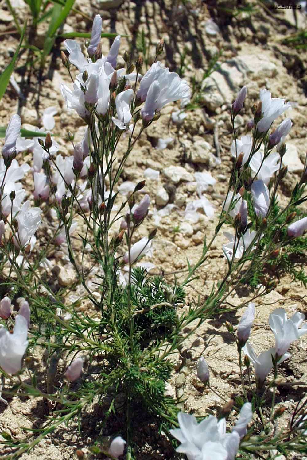 Las flores silvestres de Hormaza: Linum suffruticosum