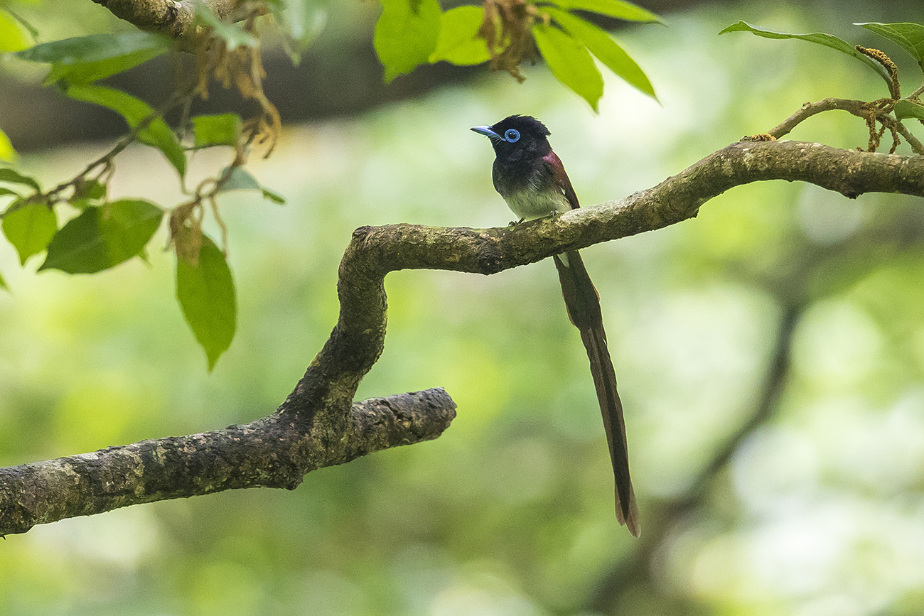 As The Crow Flies - a Hong Kong Birding Blog: Japanese Paradise ...