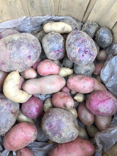 Heart and Sole Food: One Potato, Two Potatoes