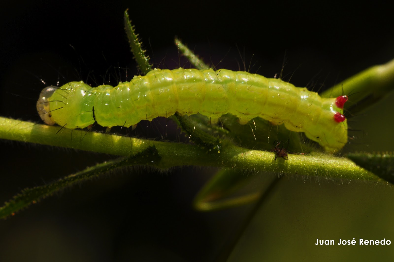CANTABRIA, FOTOGRAFIA VIVA: Larva