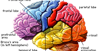 Human Anatomy and Physiology: Chapter 11: Central and Peripheral ...