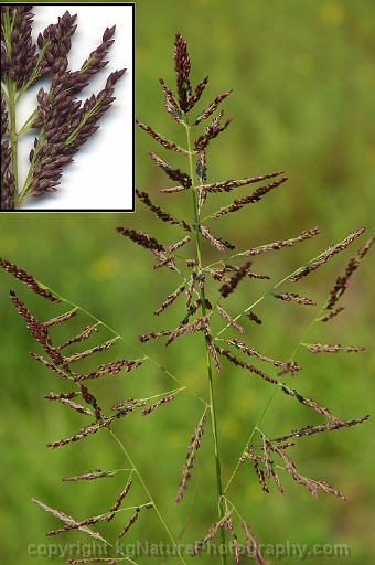 LESSER ANTILLES PLANTS ANGIOSPERMA: POACEAE TRIBE PANICEA 2 ...