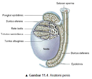 Sistem Reproduksi Pria dan Wanita | Ilmu Kesehatan