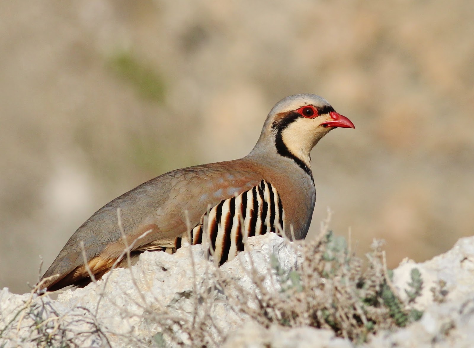Biodiversity of Cyprus by NGO Protection of the Natural Heritage and ...