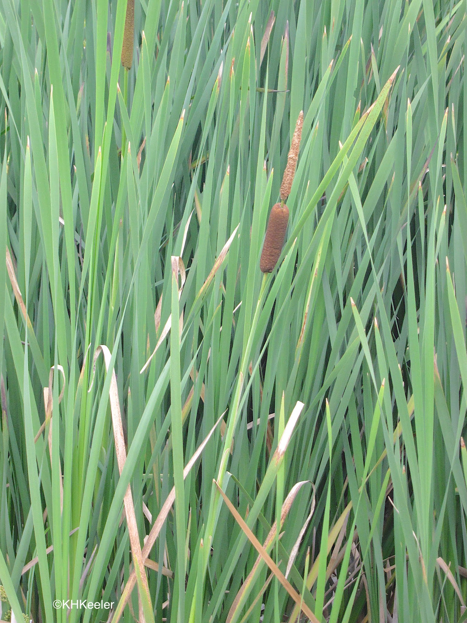 A Wandering Botanist: Cattails, Typha, Wetlands Icon