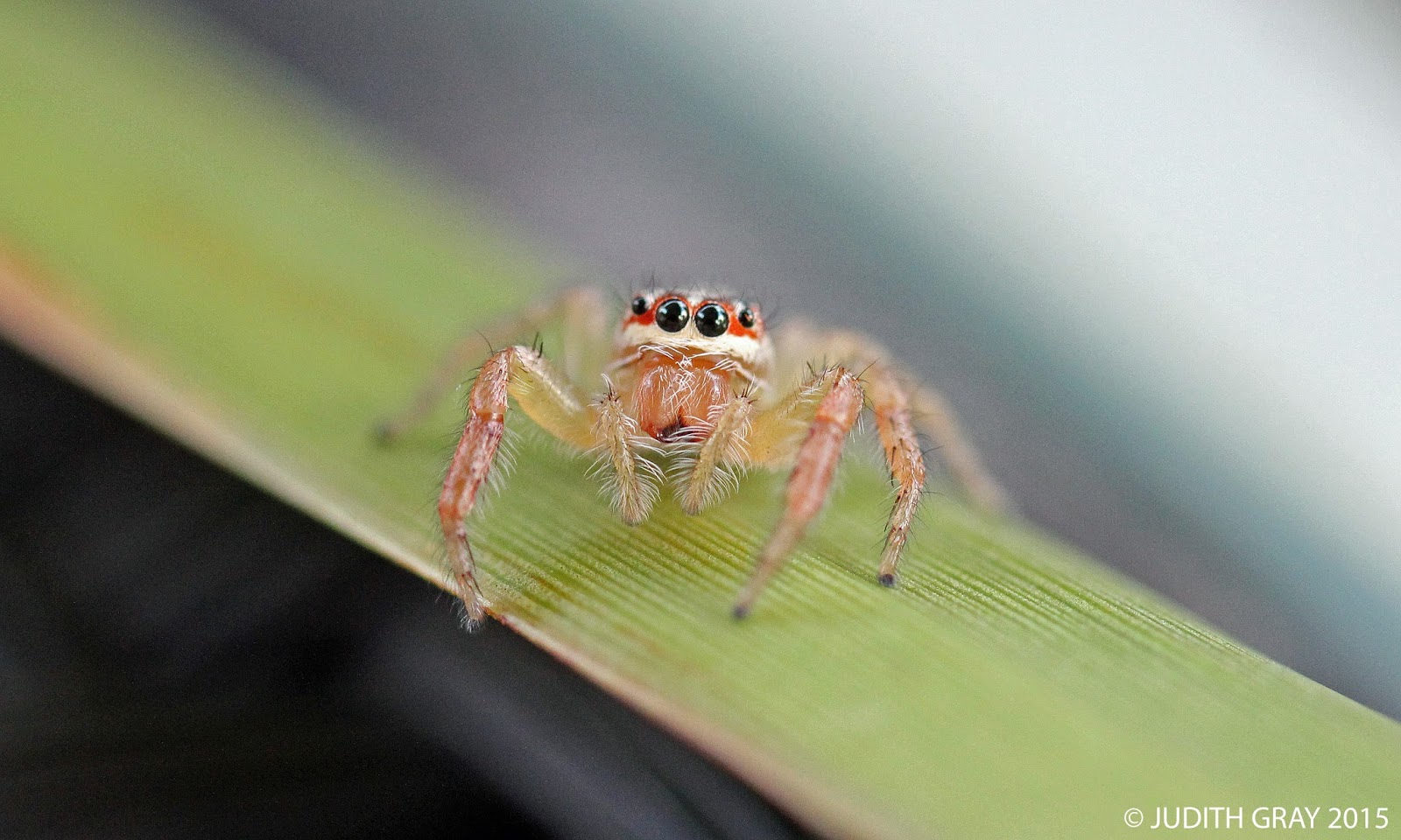 Tiny Jumping Spider