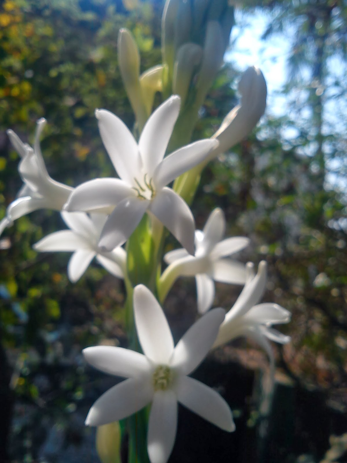 sagar: Rajnigandha (Gulchadi) Flower